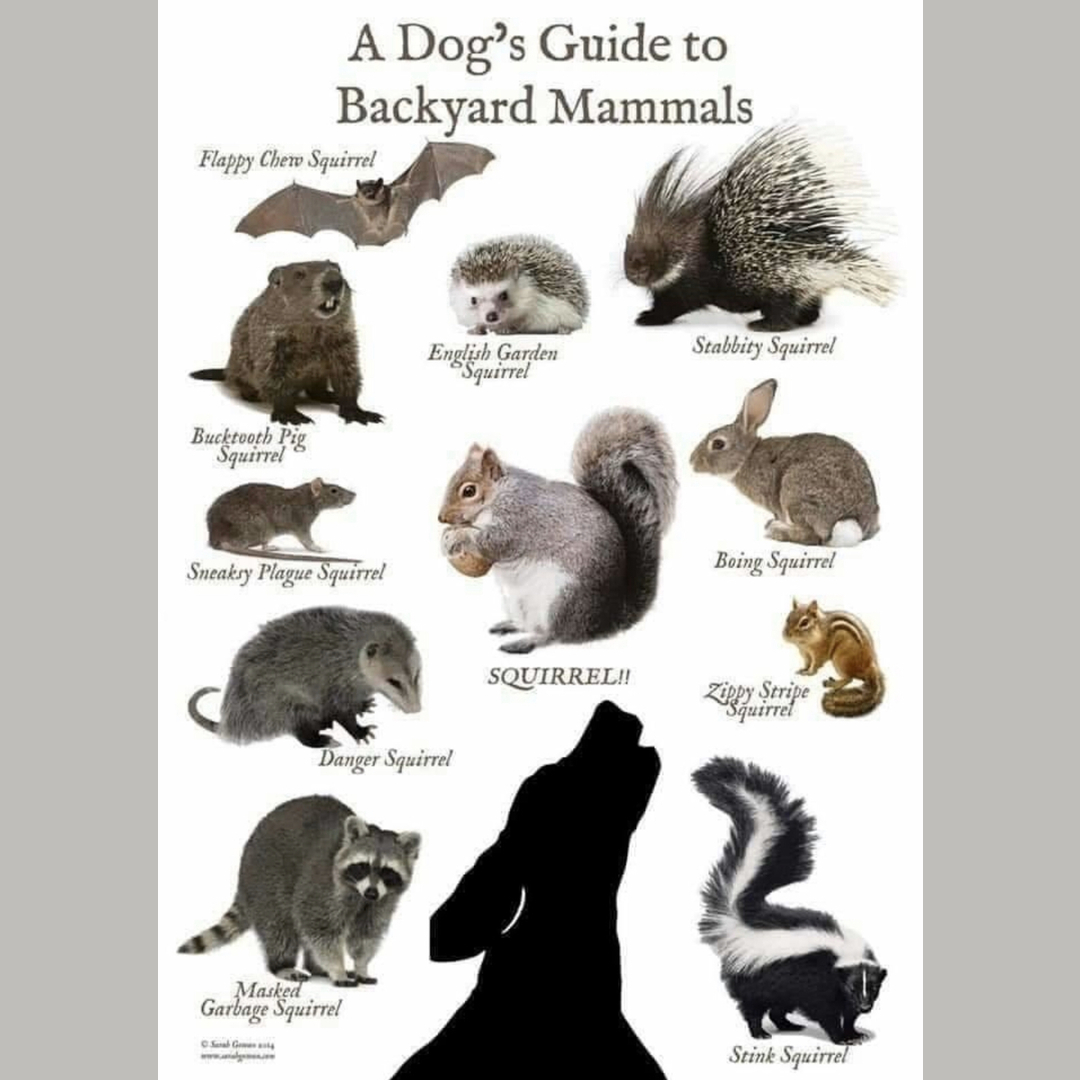 A Dog’s Guide to Backyard Mammals