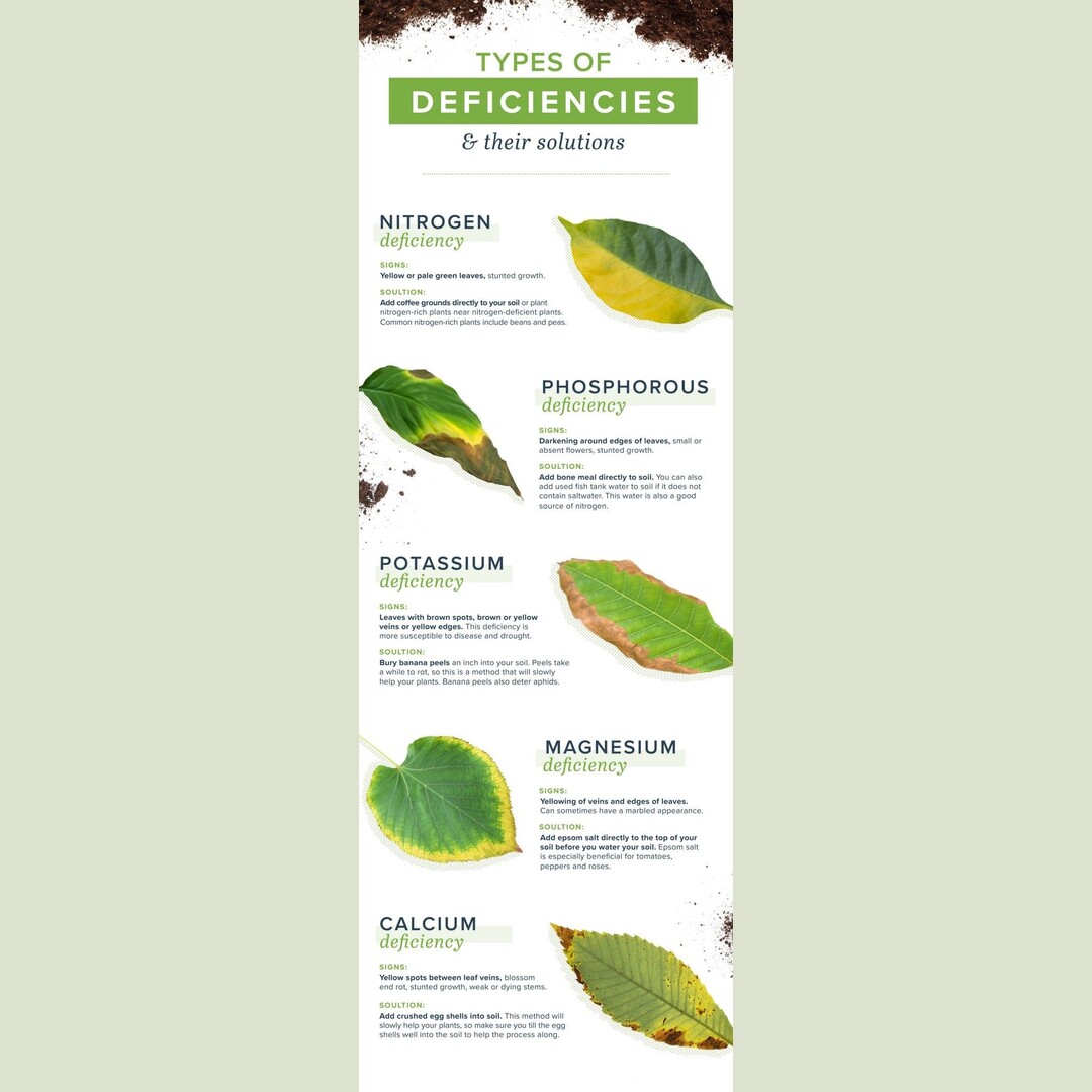 types of deficiencies in plants