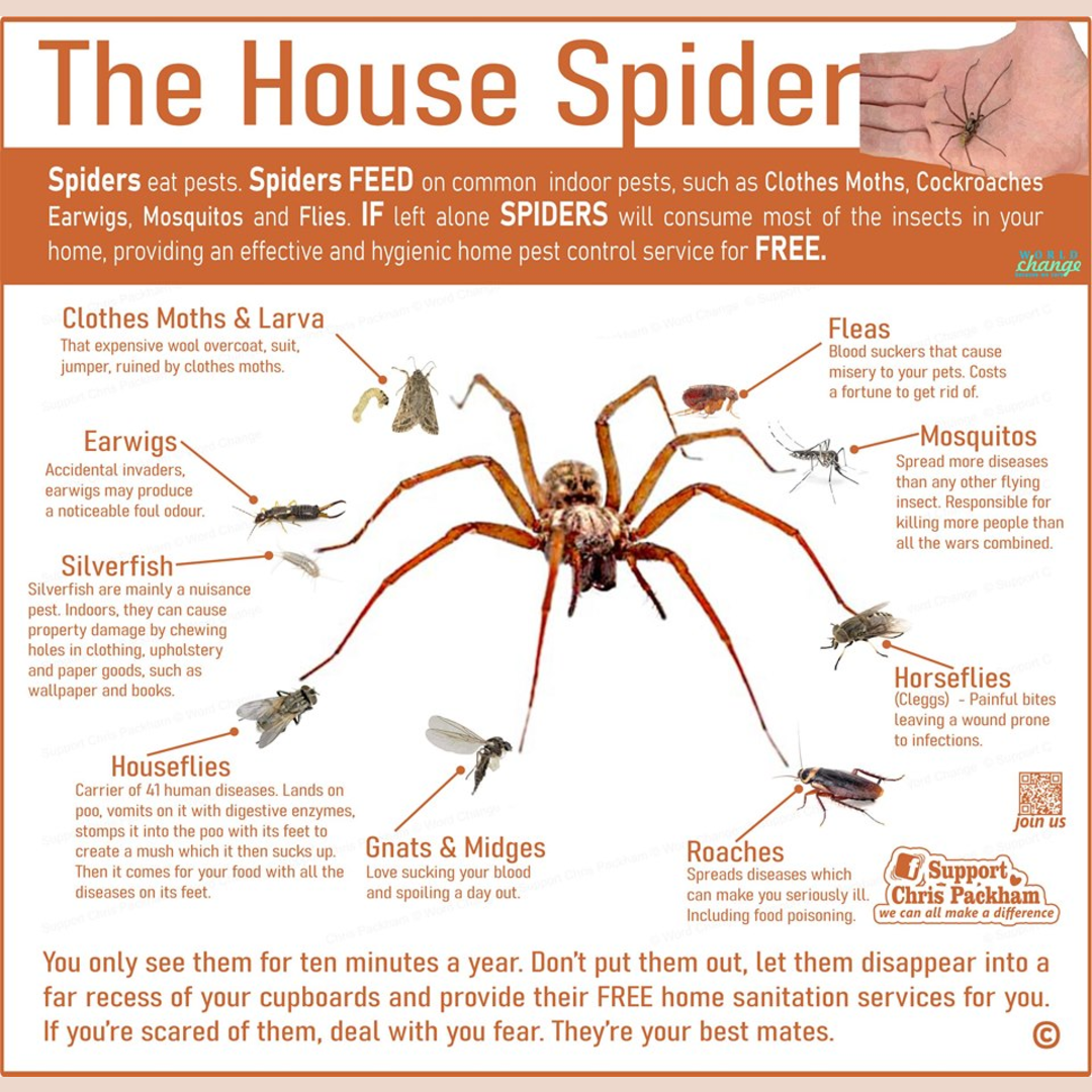 How Spiders Help!